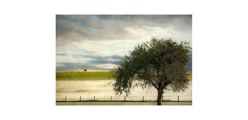 Big Tree Little Tree | Ethan Allen