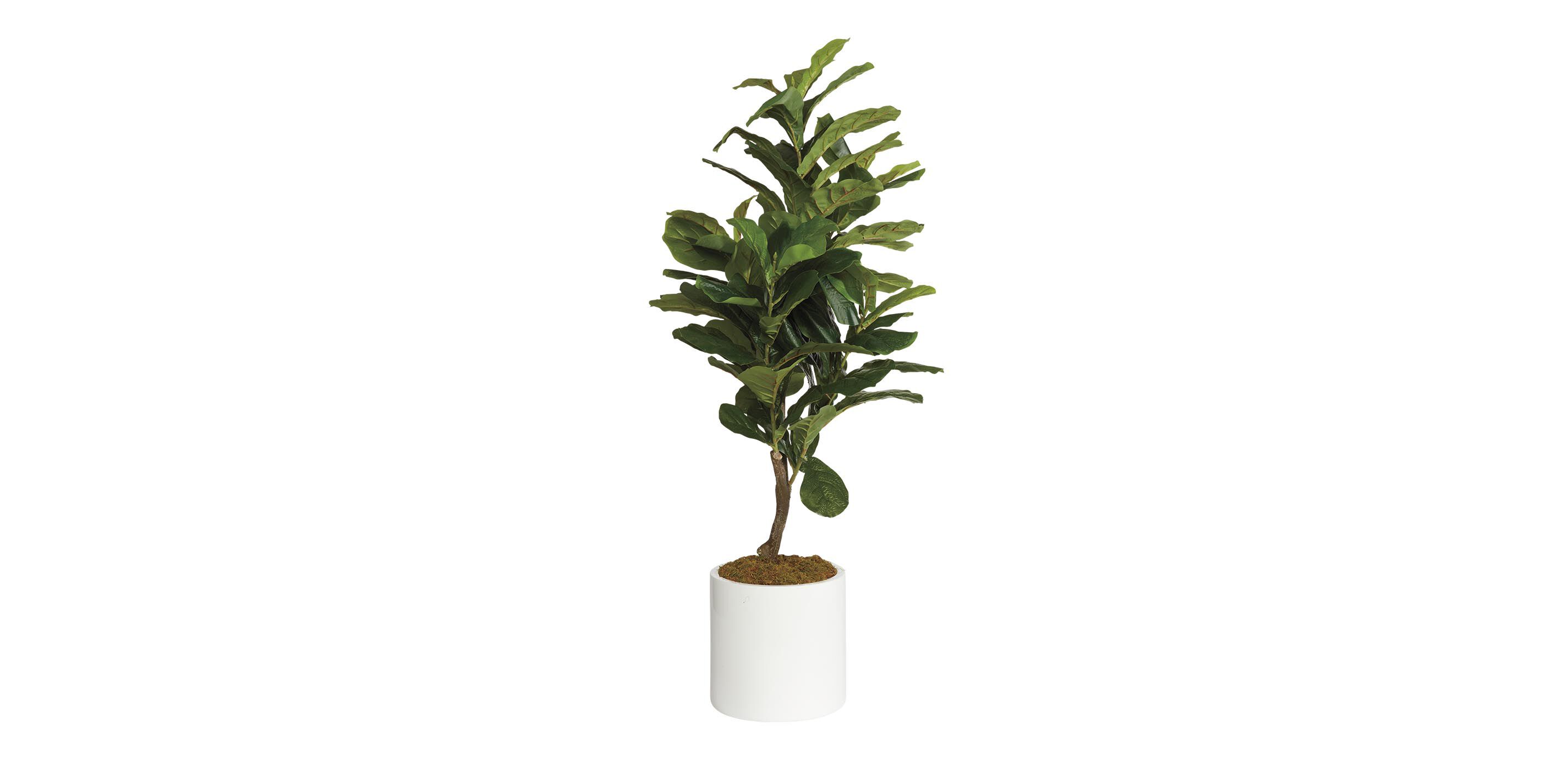 Fiddle-Leaf Tree in White Pot | Decorating with Ficus Trees | Ethan Allen