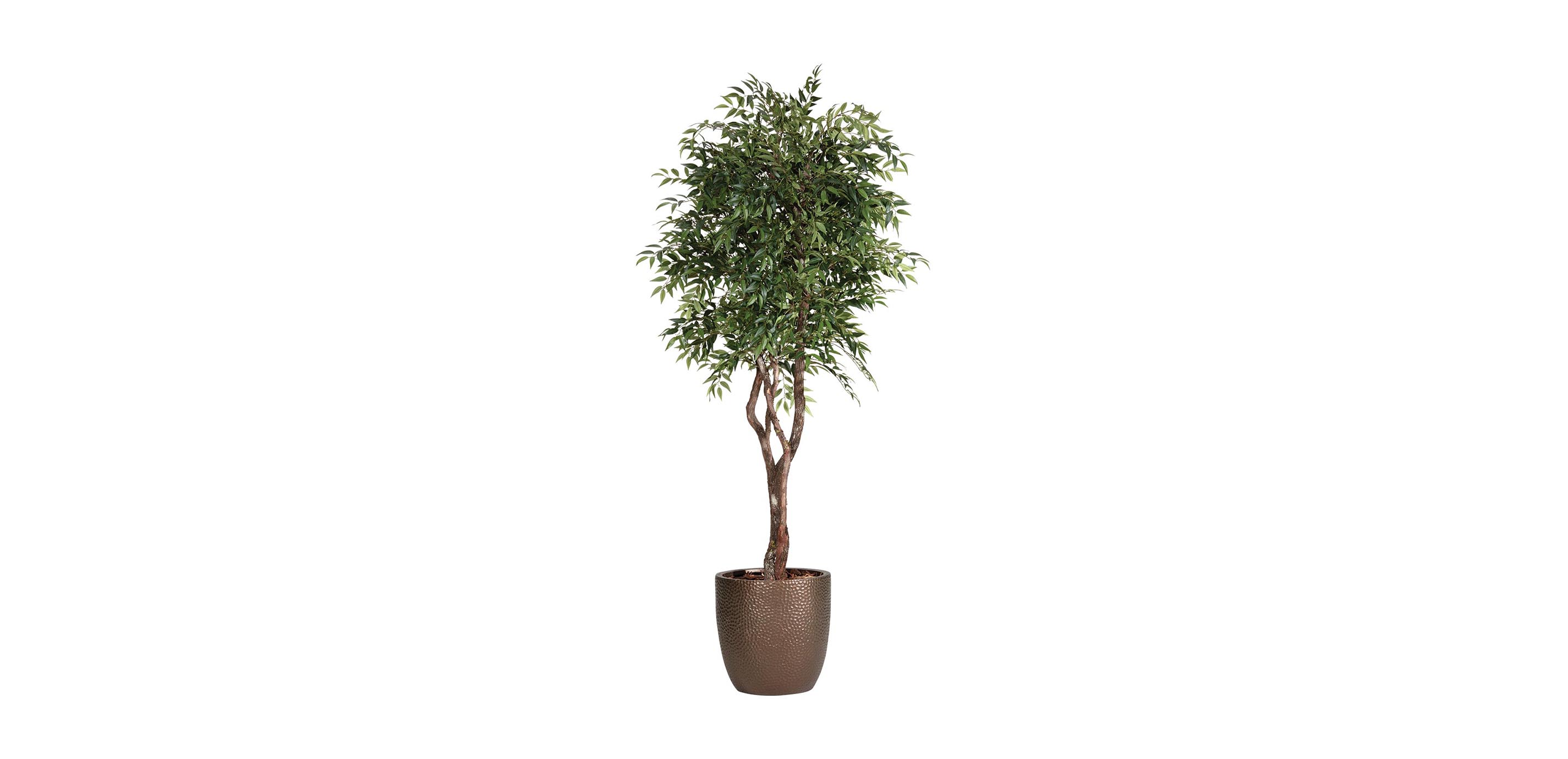 Smilax Tree in Bronze Pot | Ethan Allen